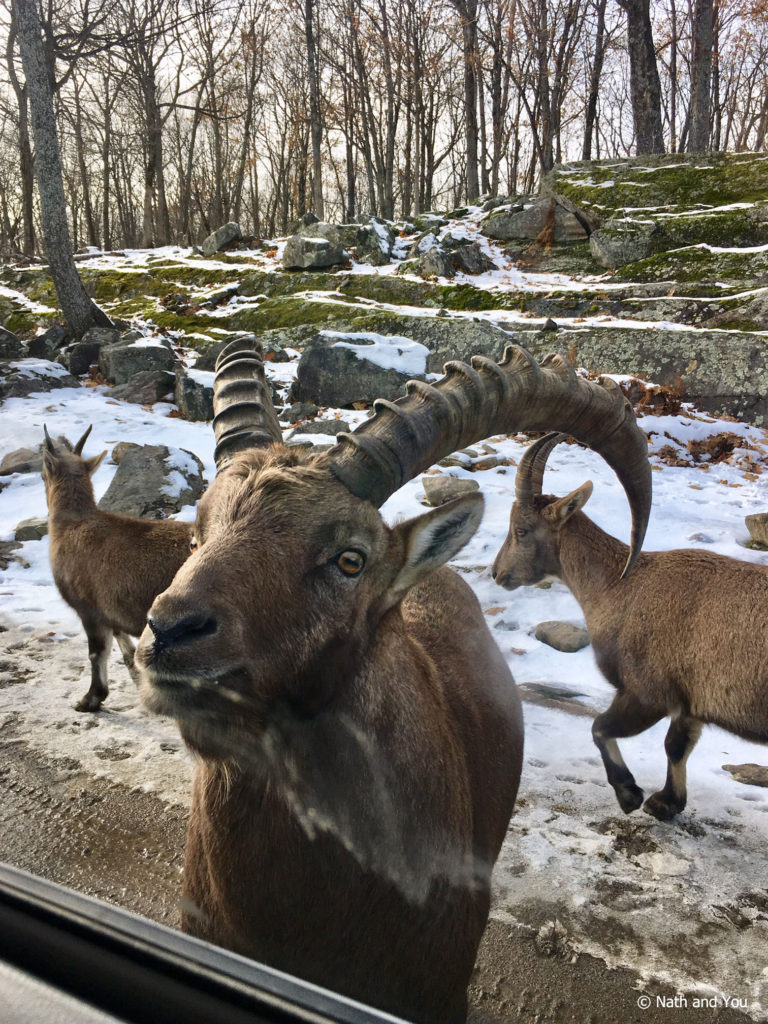 Parc Oméga : à la rencontre des animaux sauvages