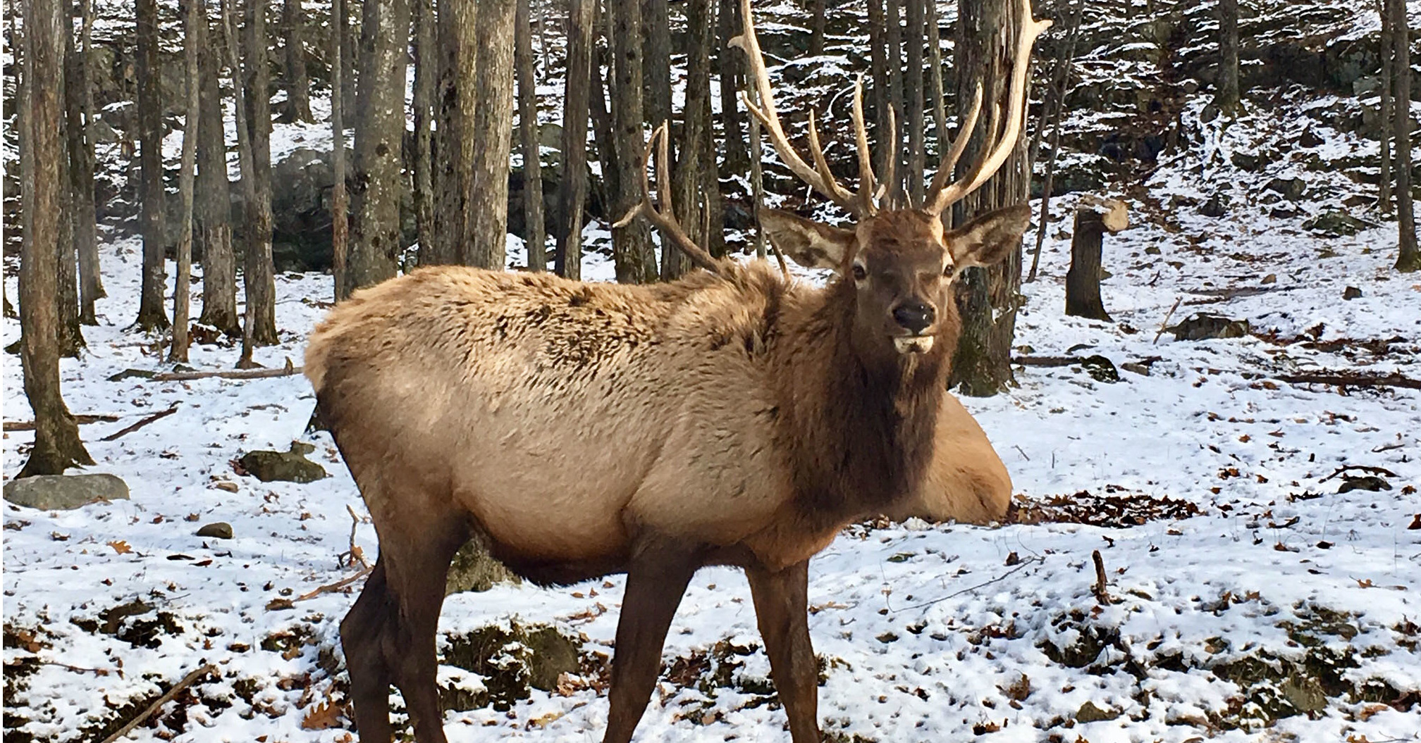 Parc Oméga : à la rencontre des animaux sauvages
